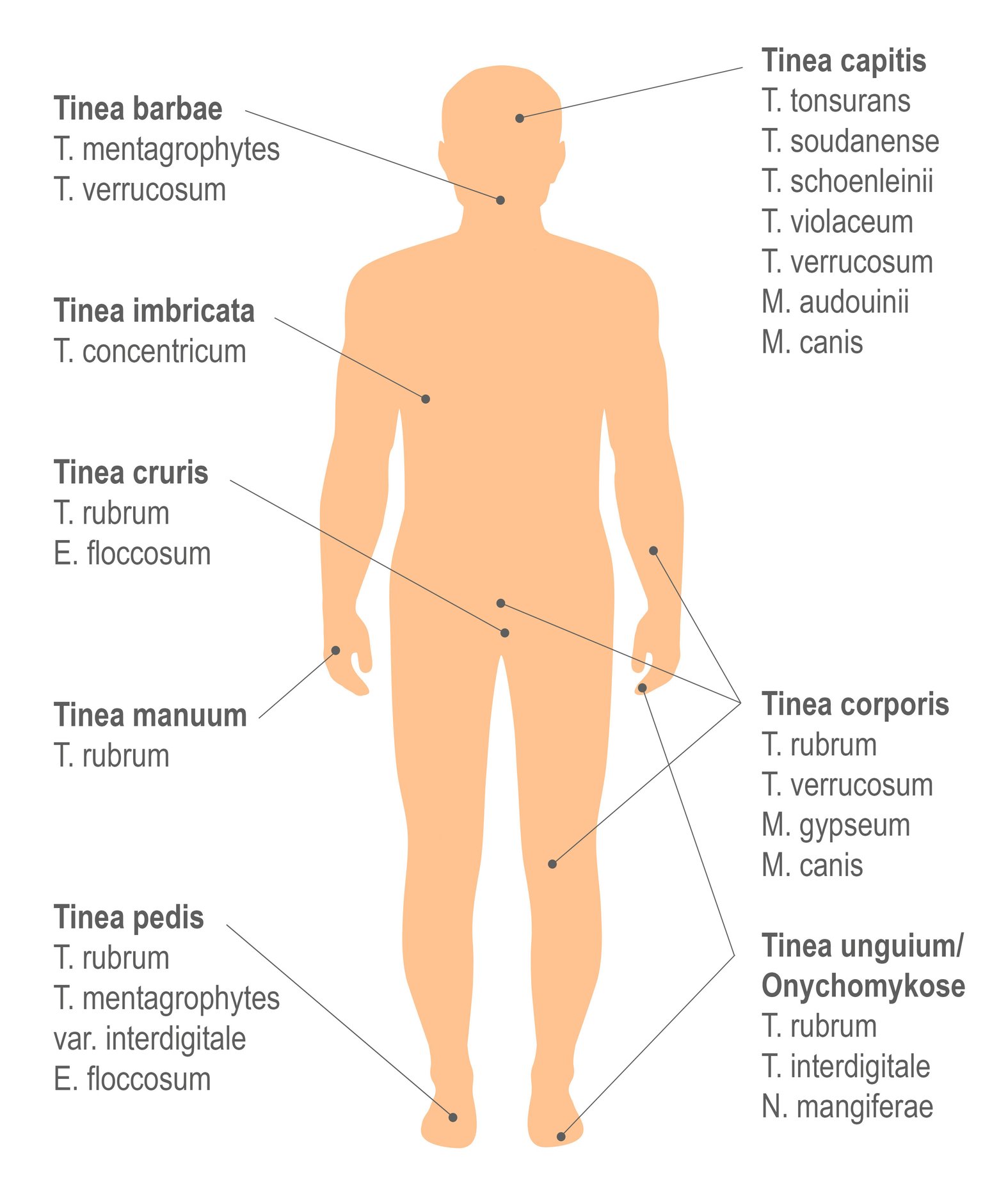 Dermatomykosen - erkennen, behandeln und vorbeugen